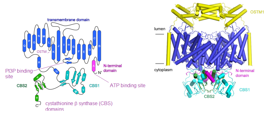 CIC7 structure – PEMF Bio